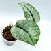 Scindapsus Silver Cloud - Etsy