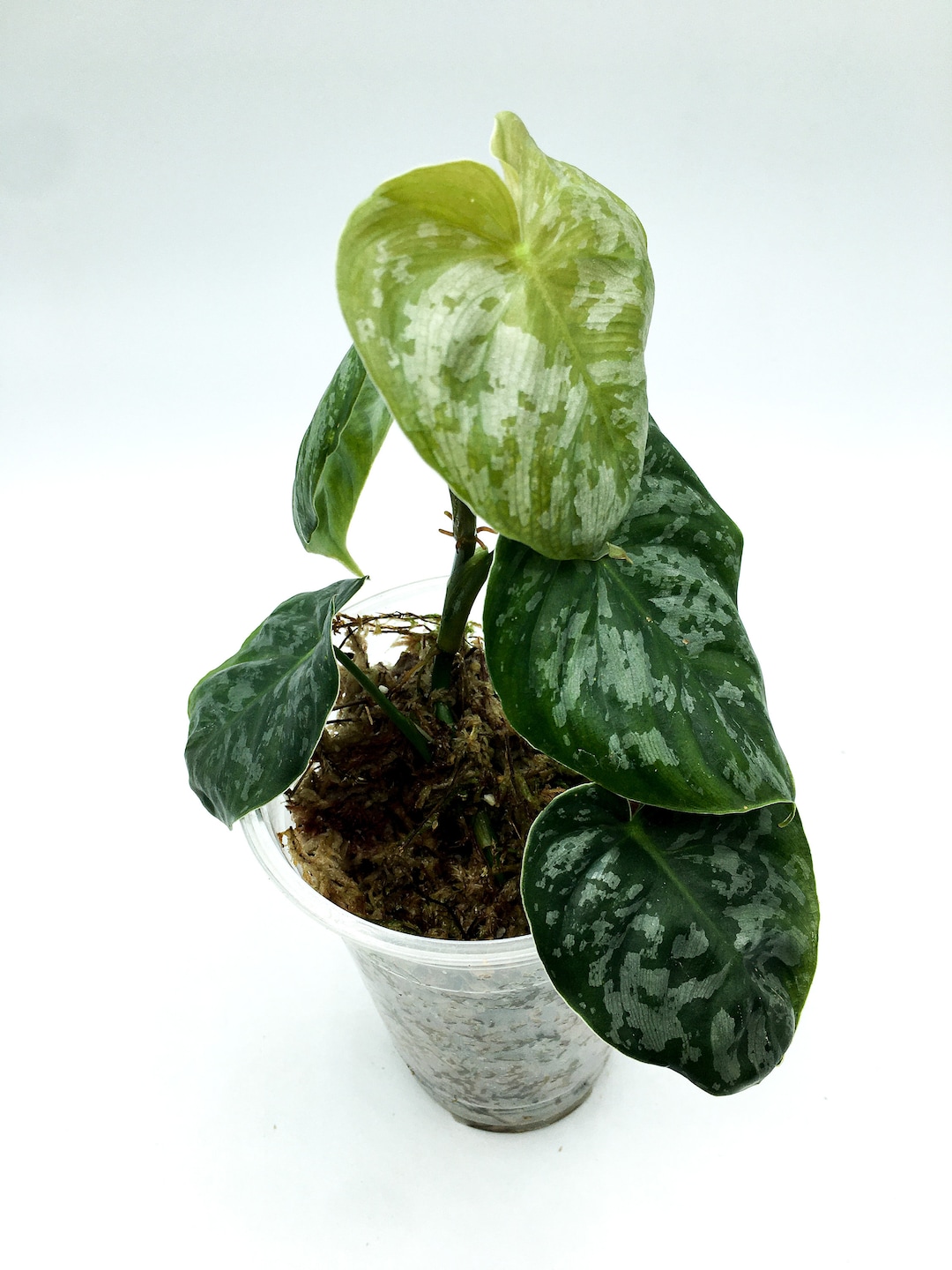 Philodendron Brandtianum Aff wild Form - Etsy