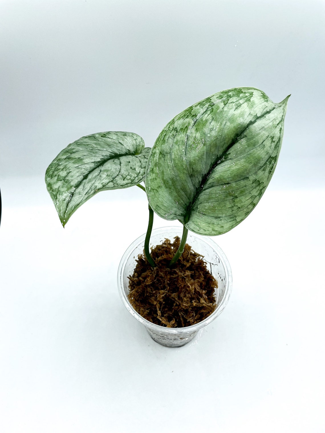 Scindapsus Silver Cloud - Etsy