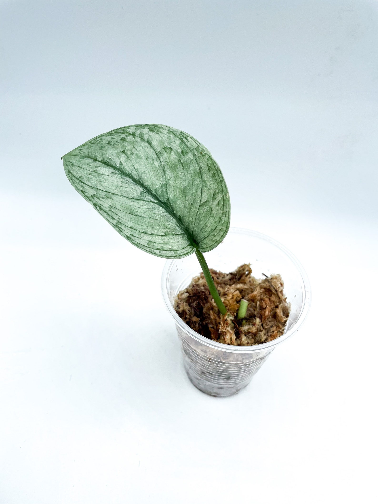 Scindapsus Silver Cloud Rooted Cutting - Etsy