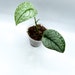 Scindapsus Silver Cloud - Etsy