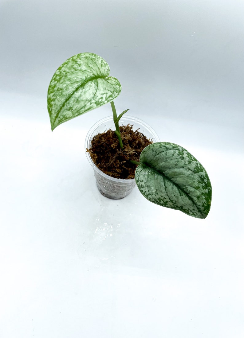 Scindapsus Silver Cloud - Etsy