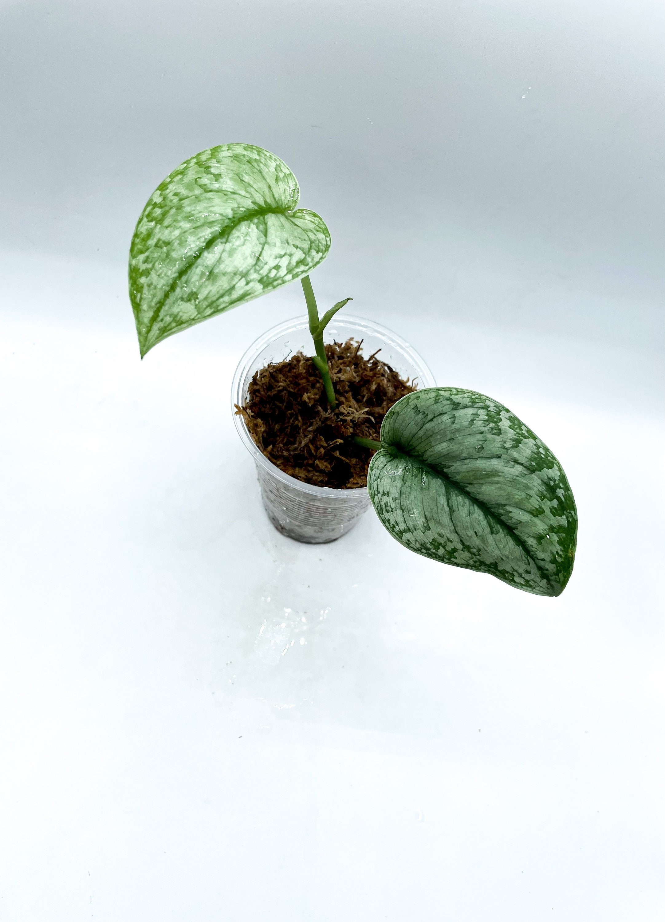 Scindapsus Silver Cloud - Etsy