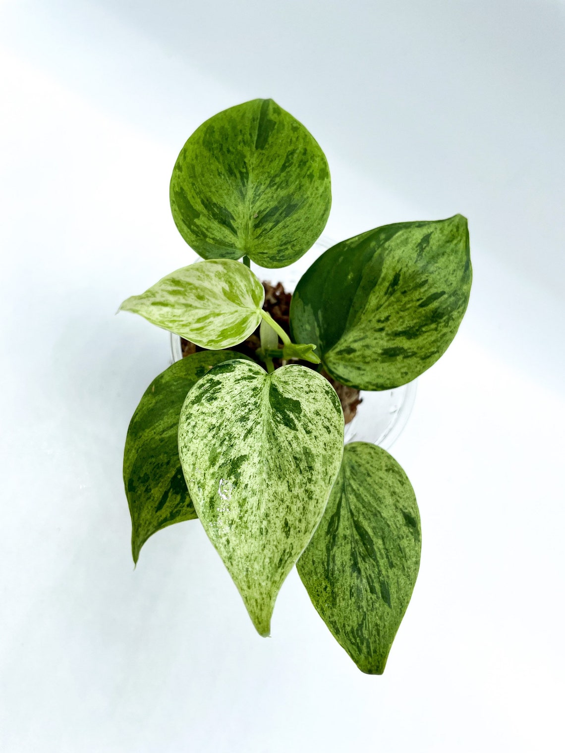 Variegated Heartleaf Philodendron - Etsy