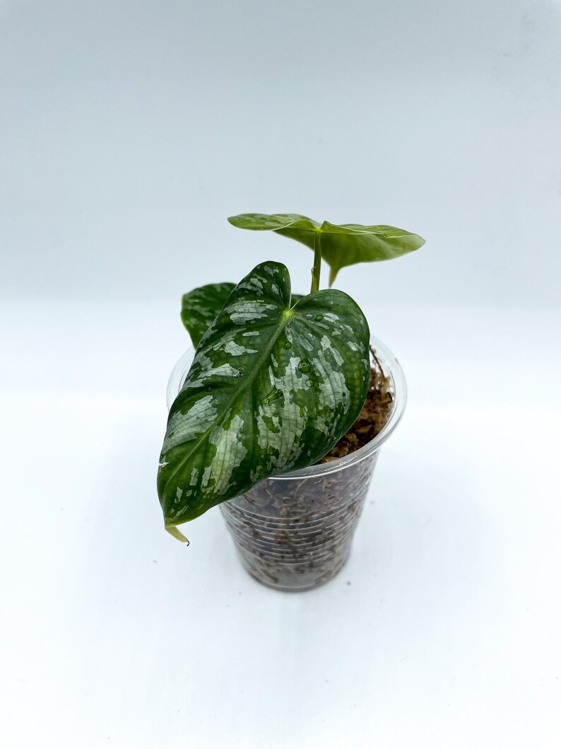 Philodendron Brandtianum Aff wild Form | Etsy