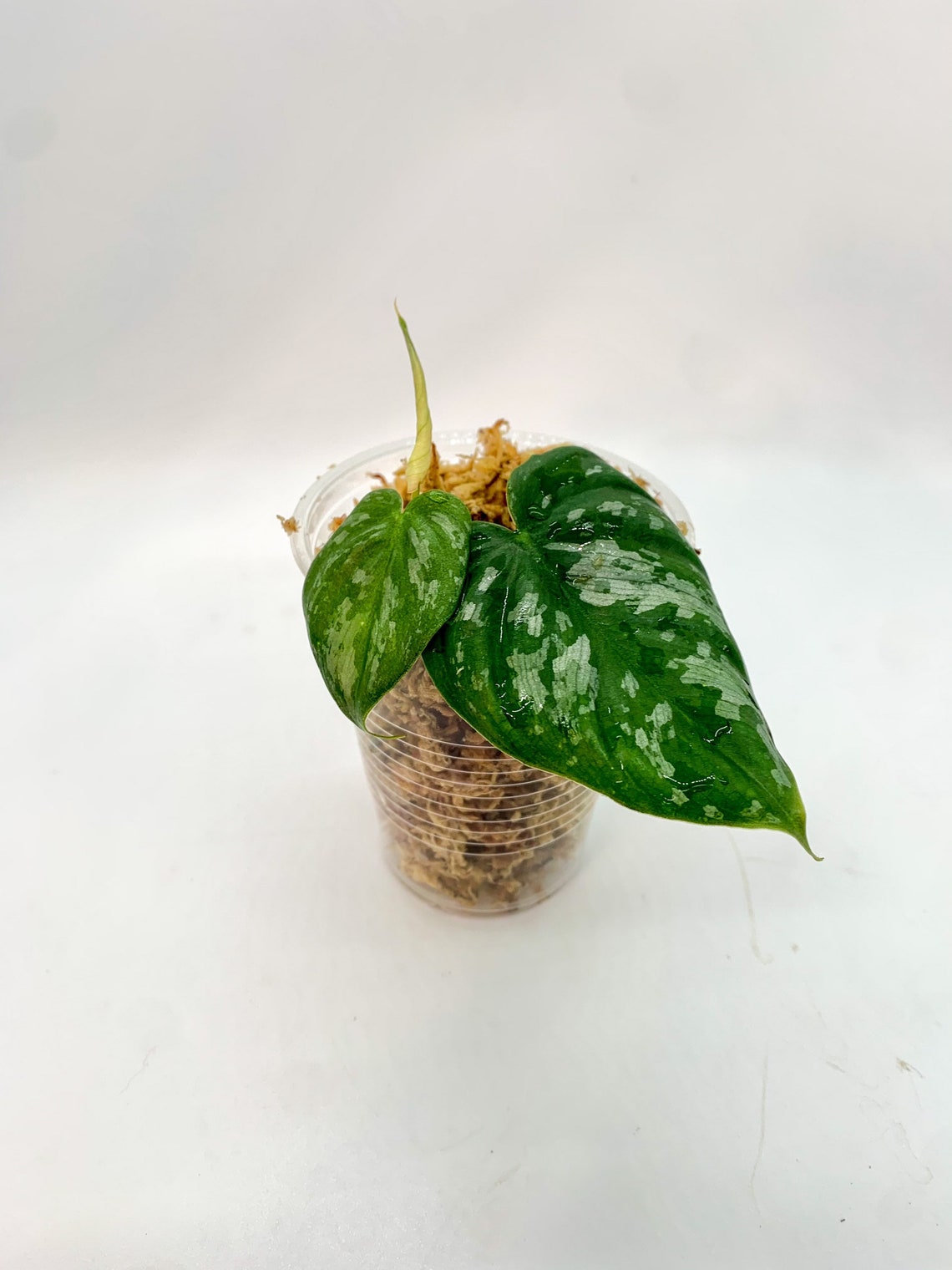 Philodendron Brandtianum Aff wild Form - Etsy