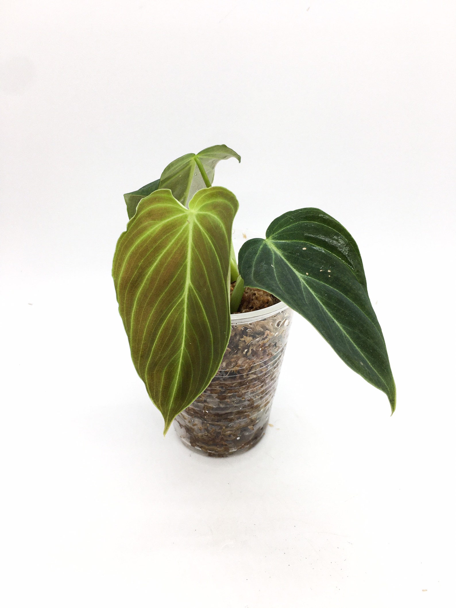 Philodendron Splendid - Etsy