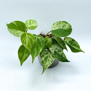 Variegated Heartleaf Philodendron - Etsy