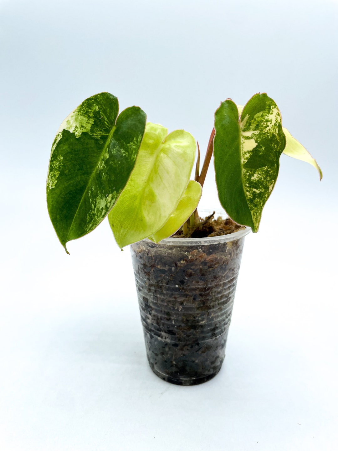 Philodendron Variegated Burle Marx - Etsy
