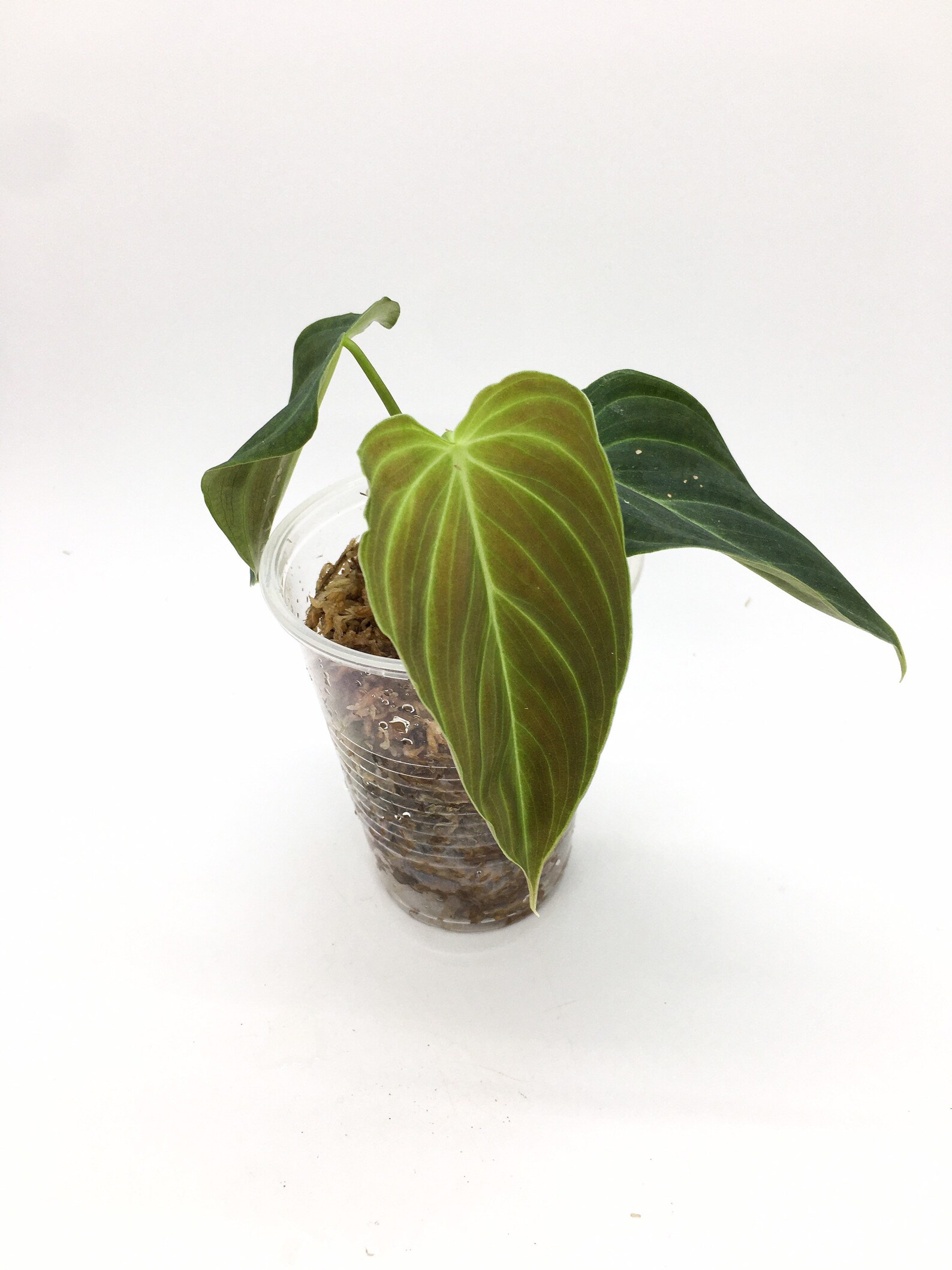 Philodendron Splendid - Etsy