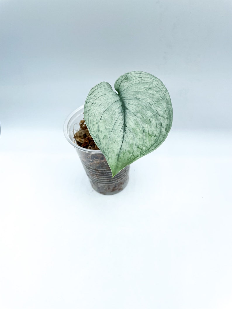 Scindapsus Silver Cloud Rooted Cutting - Etsy