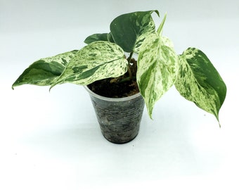 Variegated Heartleaf Philodendron - Etsy