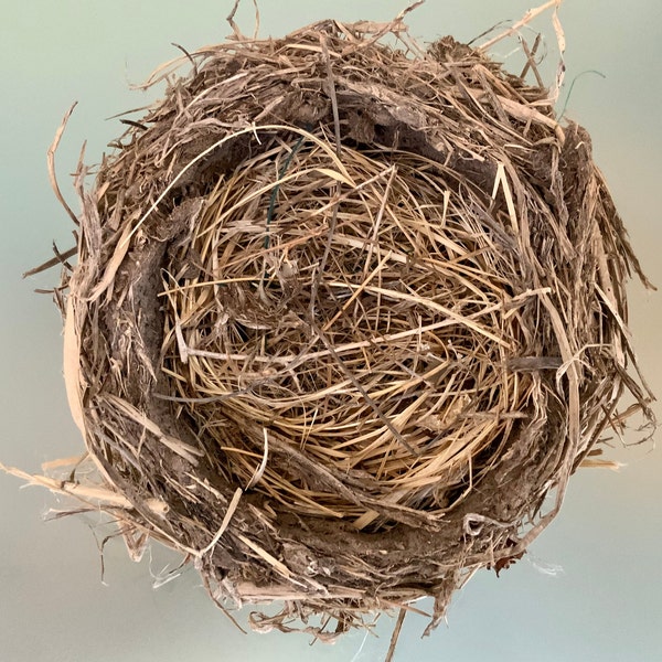 Real Birds Nest - Etsy
