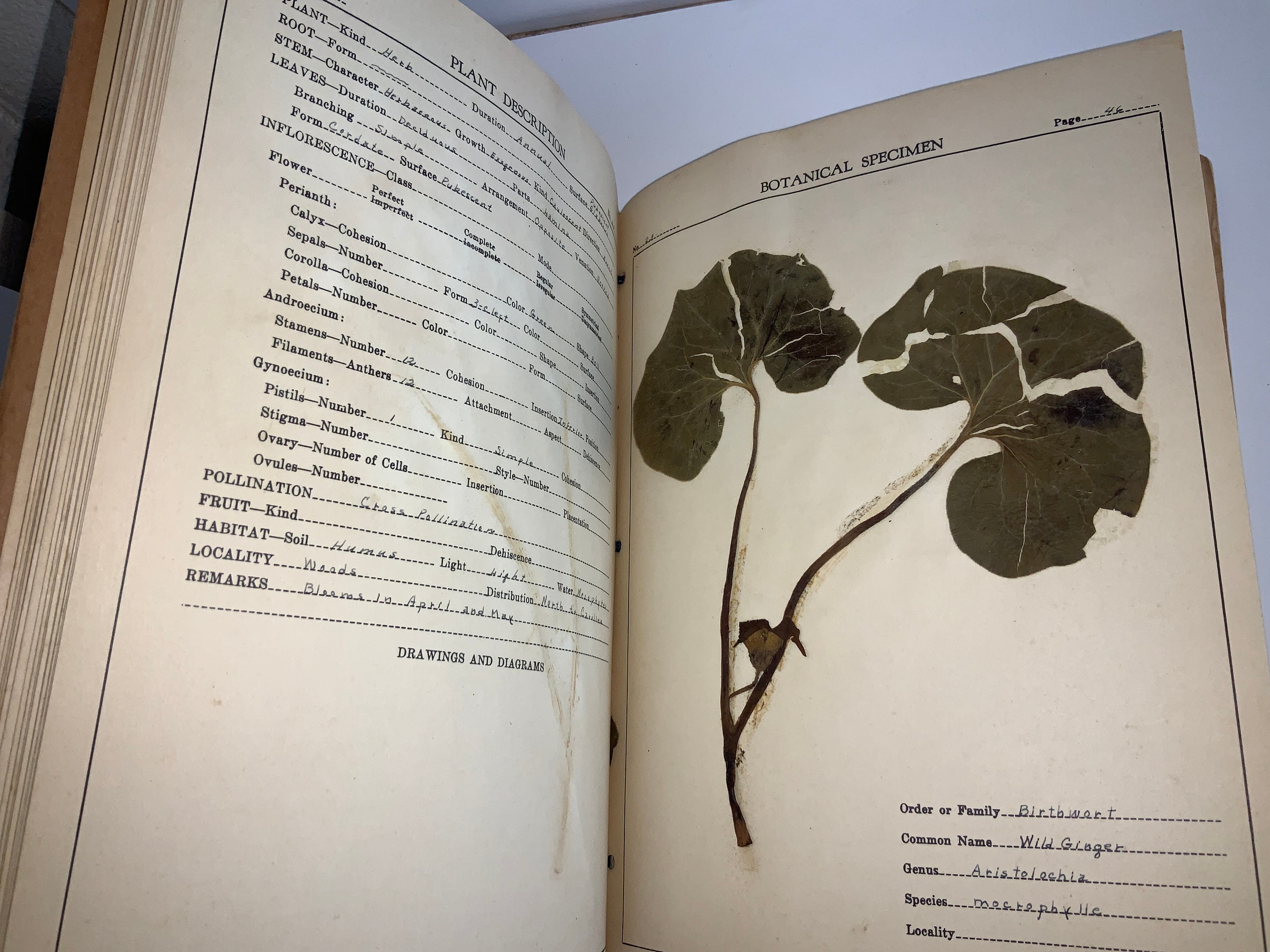 Antique HERBARIUM Monarch Series Plant Specimen Book Botanical Nature ...