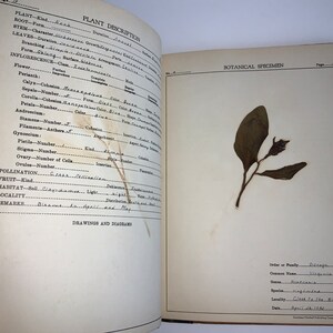 Antique HERBARIUM Monarch Series Plant Specimen Book Botanical Nature ...