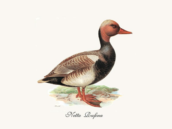 Antique Ducks Art Prints | Duck Breeds Illustrations | Mallard Wall Art ...