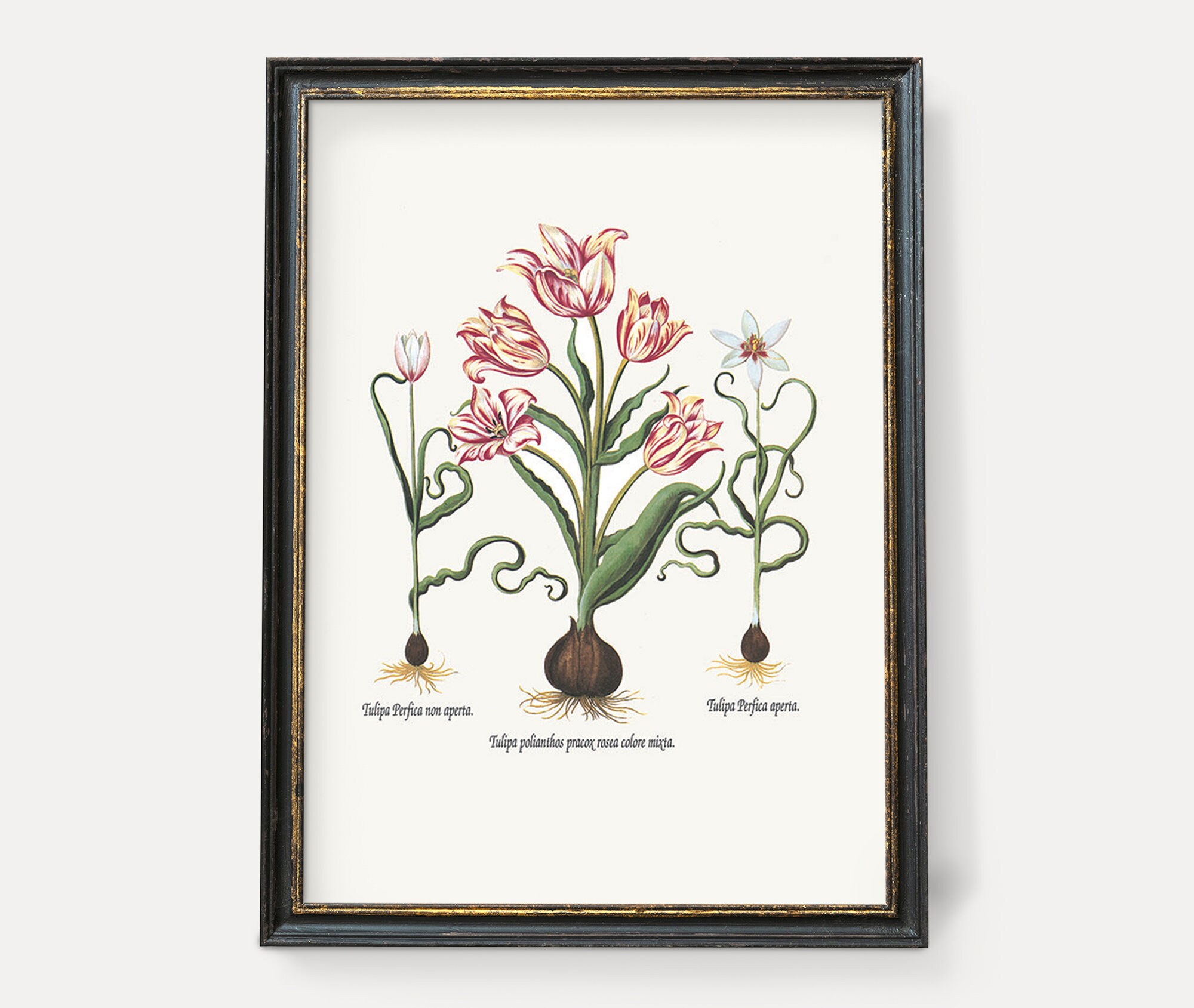 Botanical Print Vintage Fine Art Botanical Illustration | Etsy