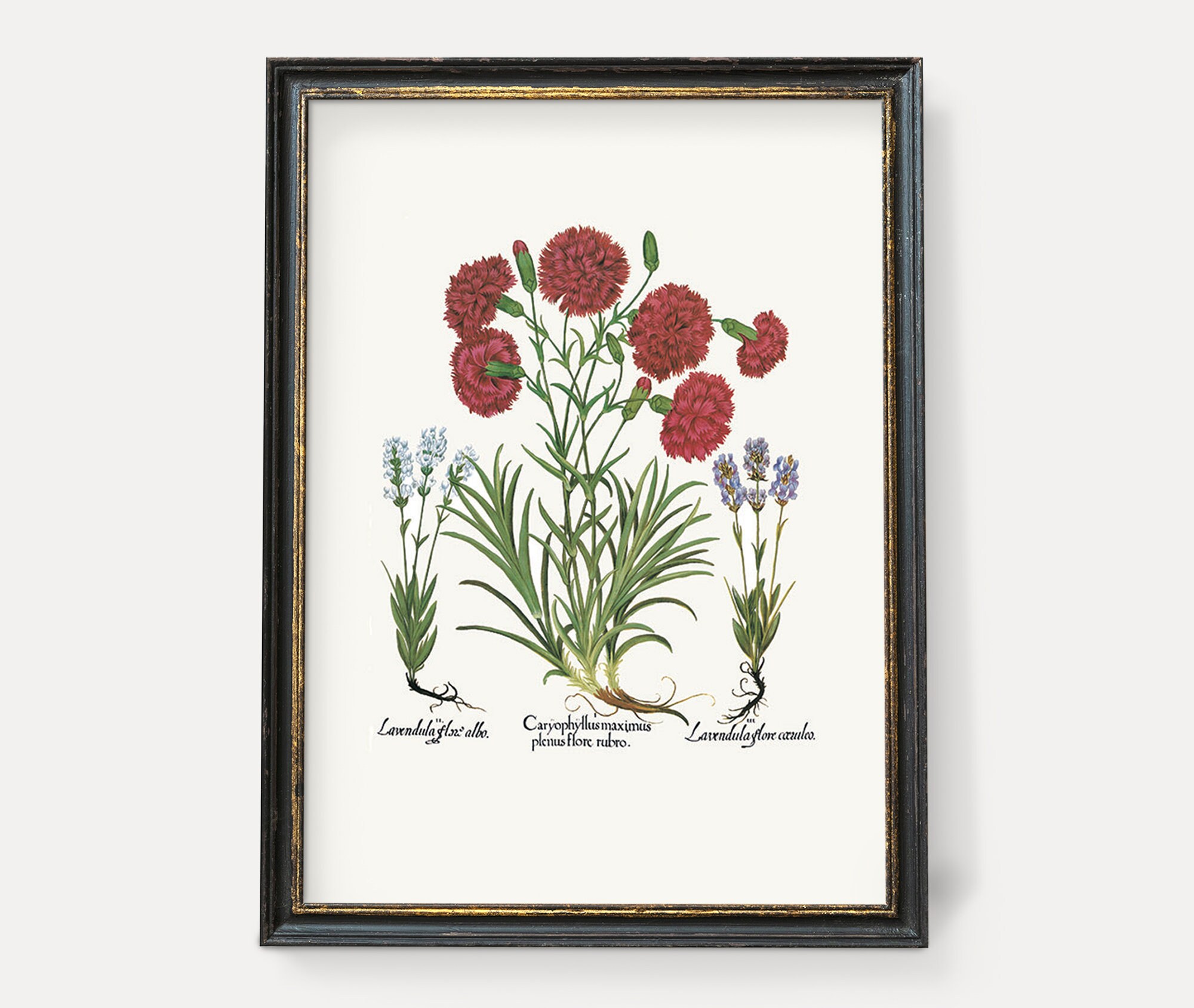 Botanical Print Vintage Fine Art Botanical Illustration | Etsy