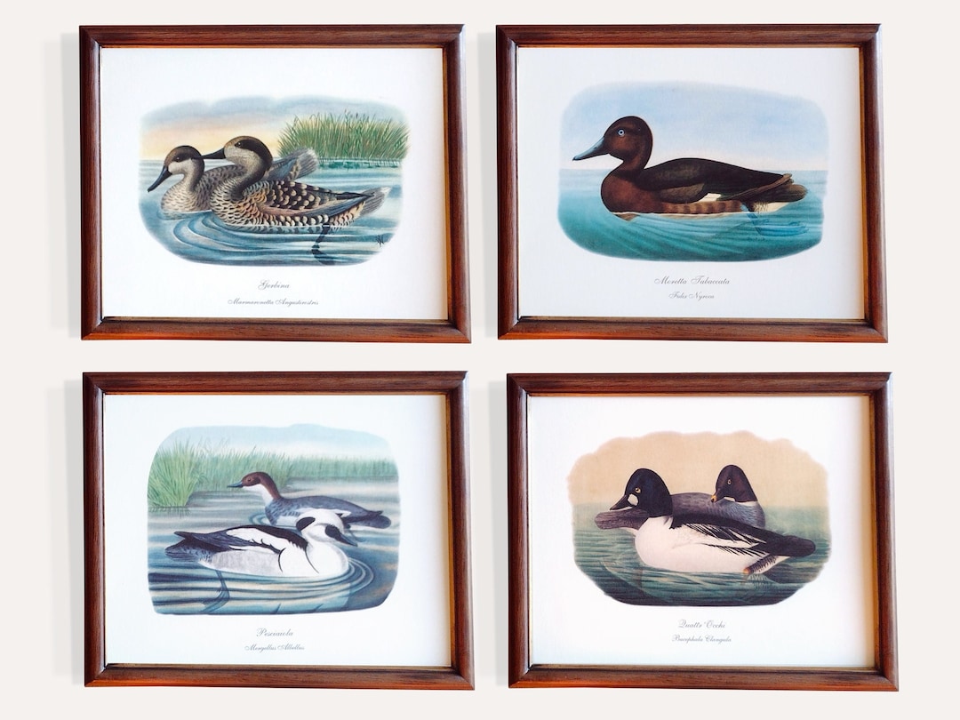 Antique Ducks Art Prints | Framed Duck Breeds Illustrations | Wall Art ...