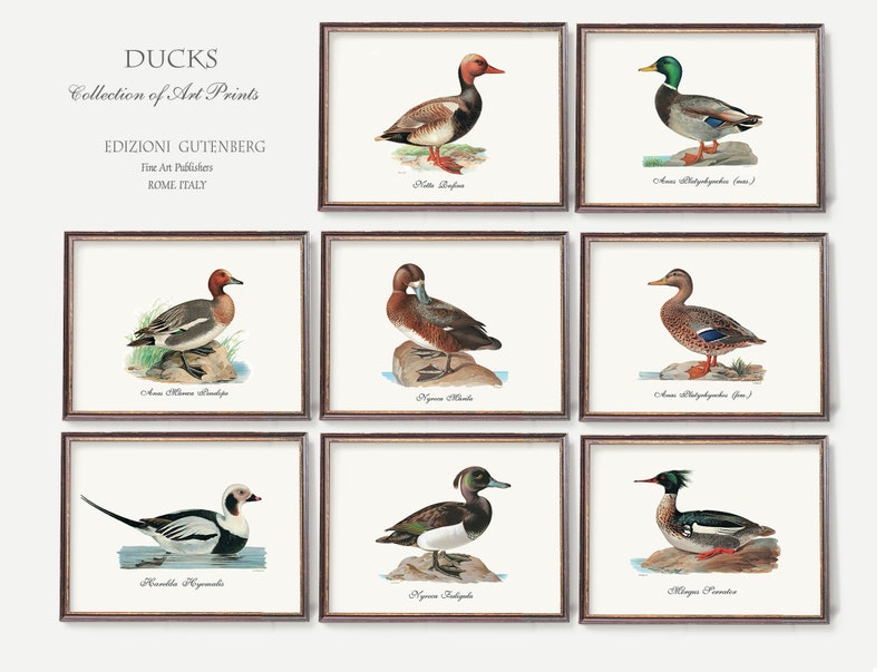 Antique Ducks Art Prints Duck Breeds Illustrations Mallard - Etsy