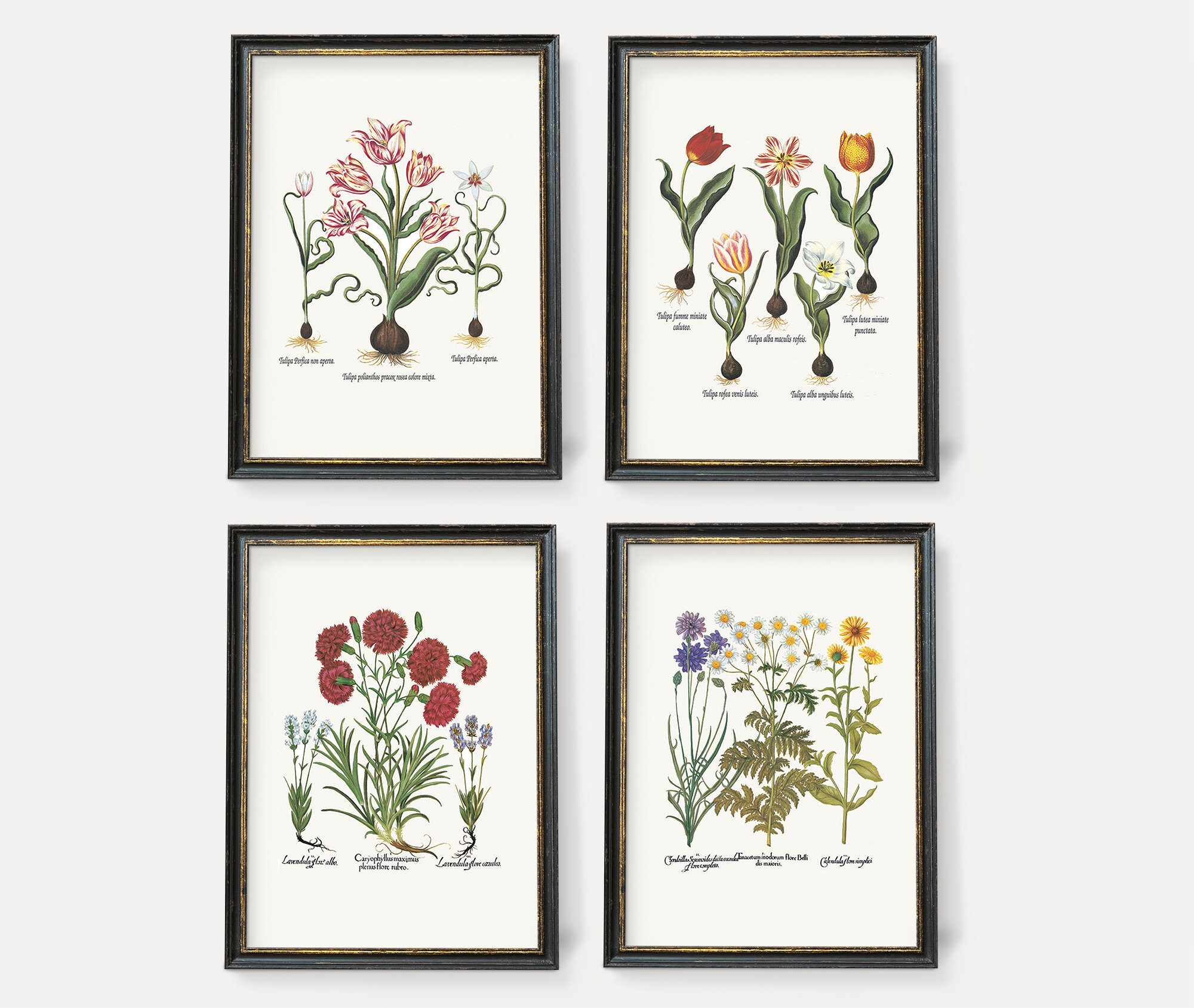 Botanical Print Vintage Fine Art Botanical Illustration | Etsy