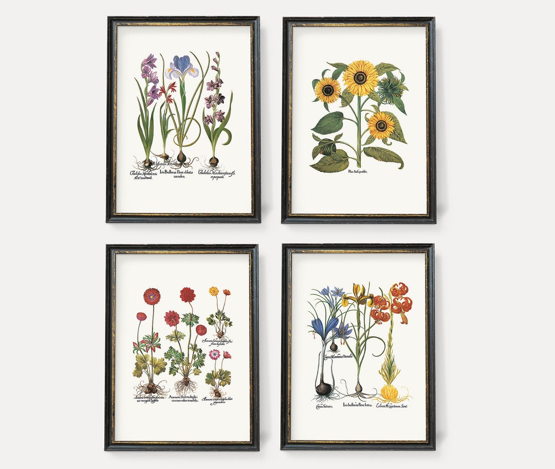 Botanical Illustration | Italian Vintage Prints | Botanical Wall Art ...