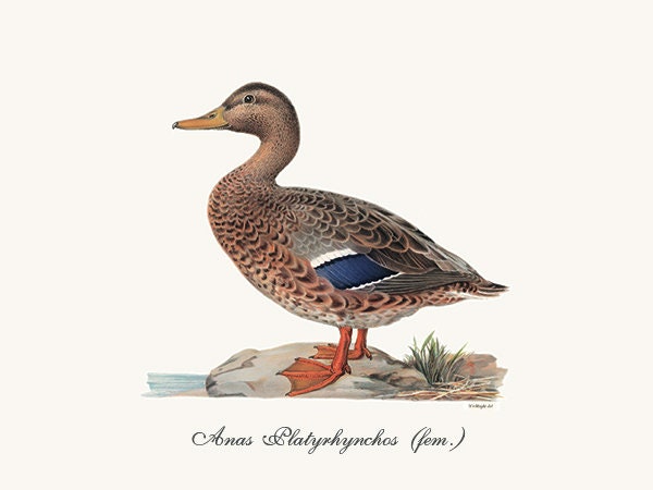 Antique Ducks Art Prints | Duck Breeds Illustrations | Mallard Wall Art ...