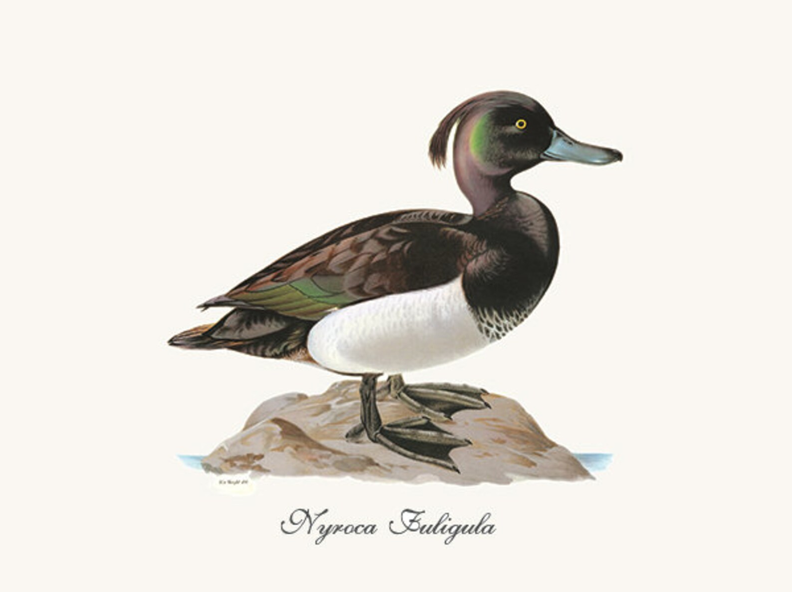 Antique Ducks Art Prints Duck Breeds Illustrations Mallard Wall Art Set ...