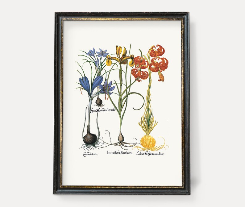 Botanical Illustration | Italian Vintage Prints | Botanical Wall Art ...