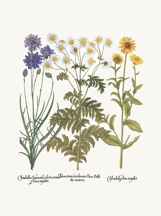 Botanical Print Vintage Fine Art Botanical Illustration | Etsy