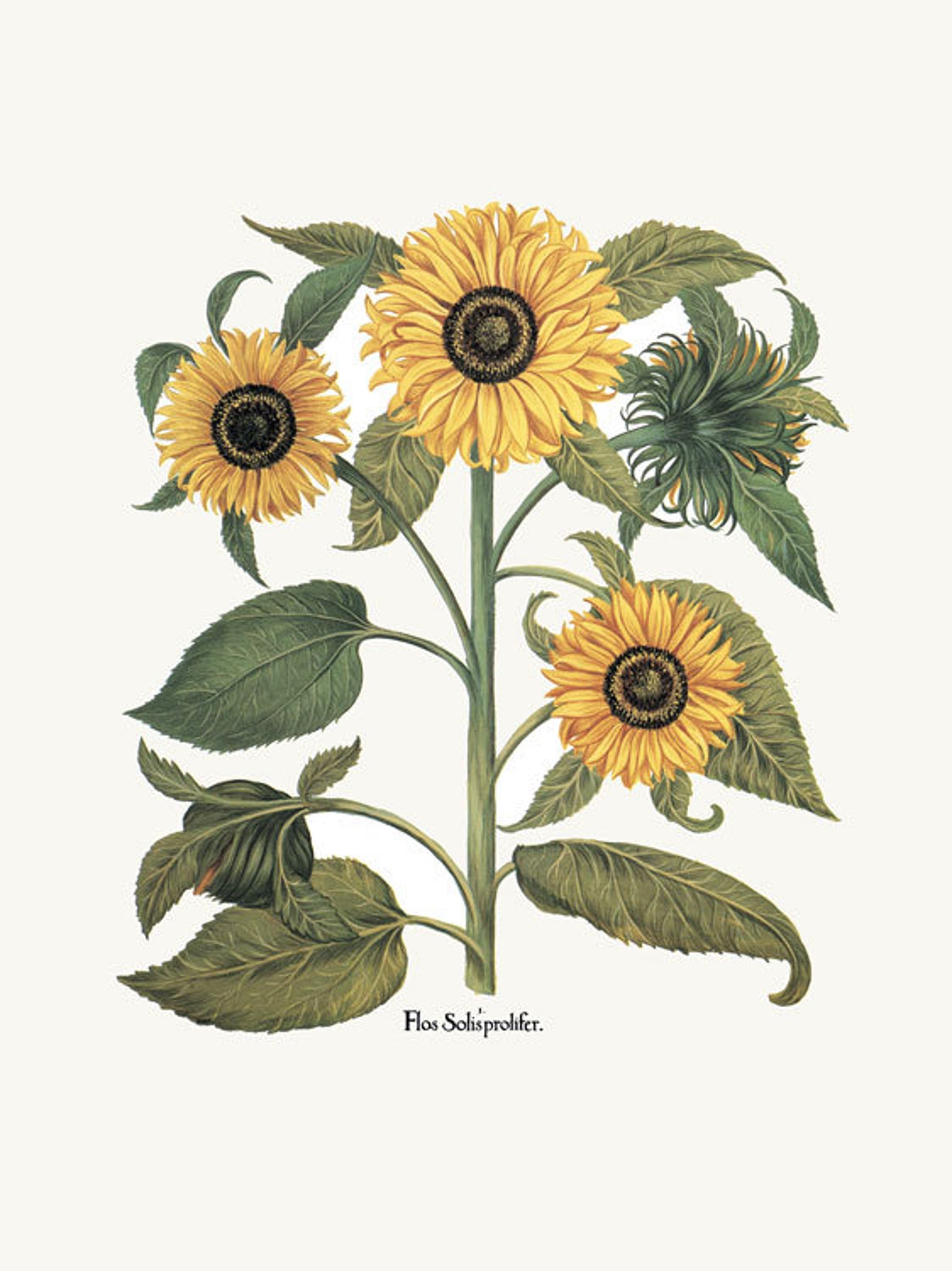 Botanical Illustration | Italian Vintage Prints | Botanical Wall Art ...