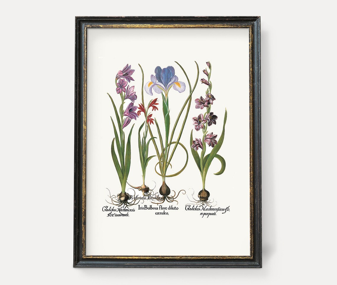 Botanical Illustration | Italian Vintage Prints | Botanical Wall Art ...