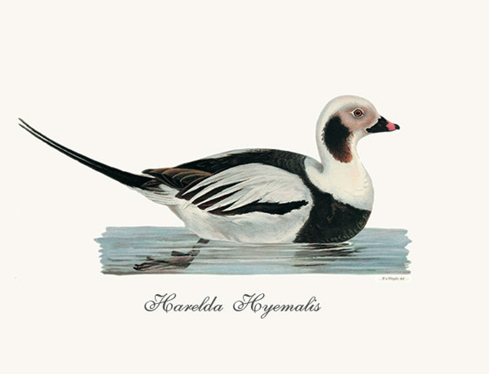 Antique Ducks Art Prints | Duck Breeds Illustrations | Mallard Wall Art ...
