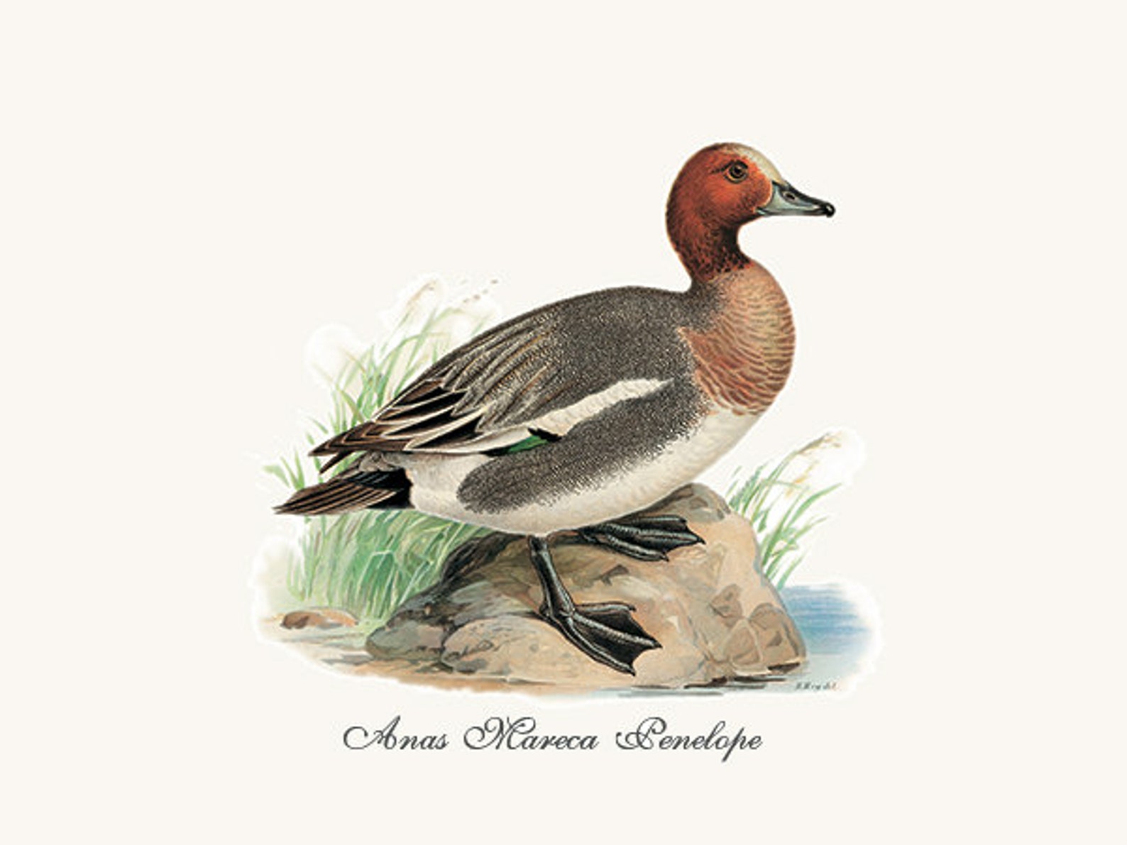 Antique Ducks Art Prints | Duck Breeds Illustrations | Mallard Wall Art ...