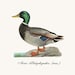 Antique Ducks Art Prints | Duck Breeds Illustrations | Mallard Wall Art ...