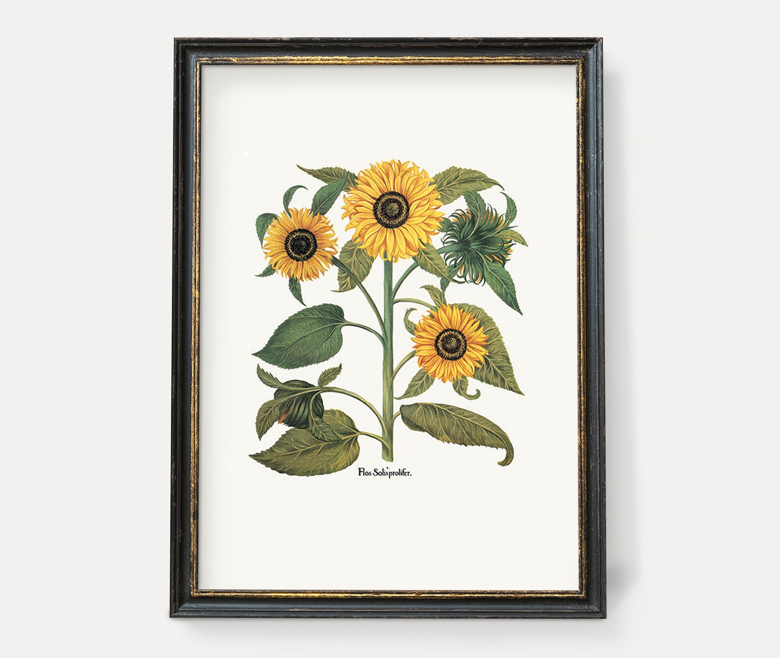 Botanical Illustration | Italian Vintage Prints | Botanical Wall Art ...