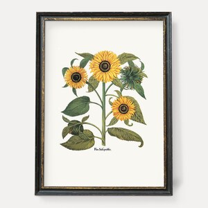 Botanical Illustration | Italian Vintage Prints | Botanical Wall Art ...