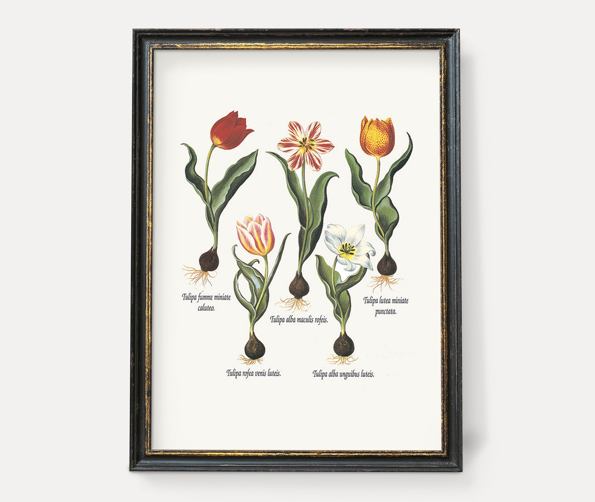 Botanical Print Vintage Fine Art Botanical Illustration | Etsy