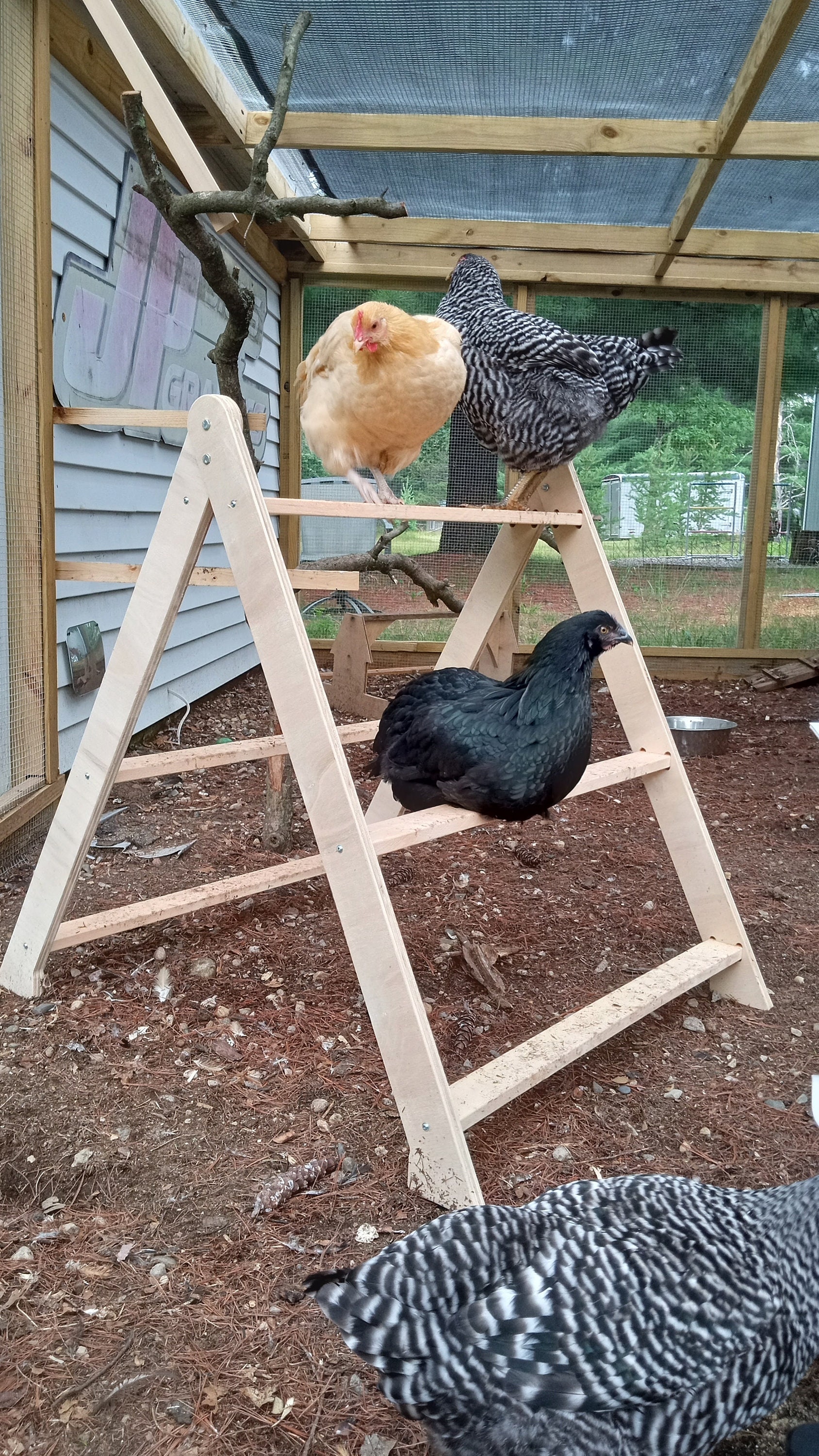 Chicken Roost - Etsy