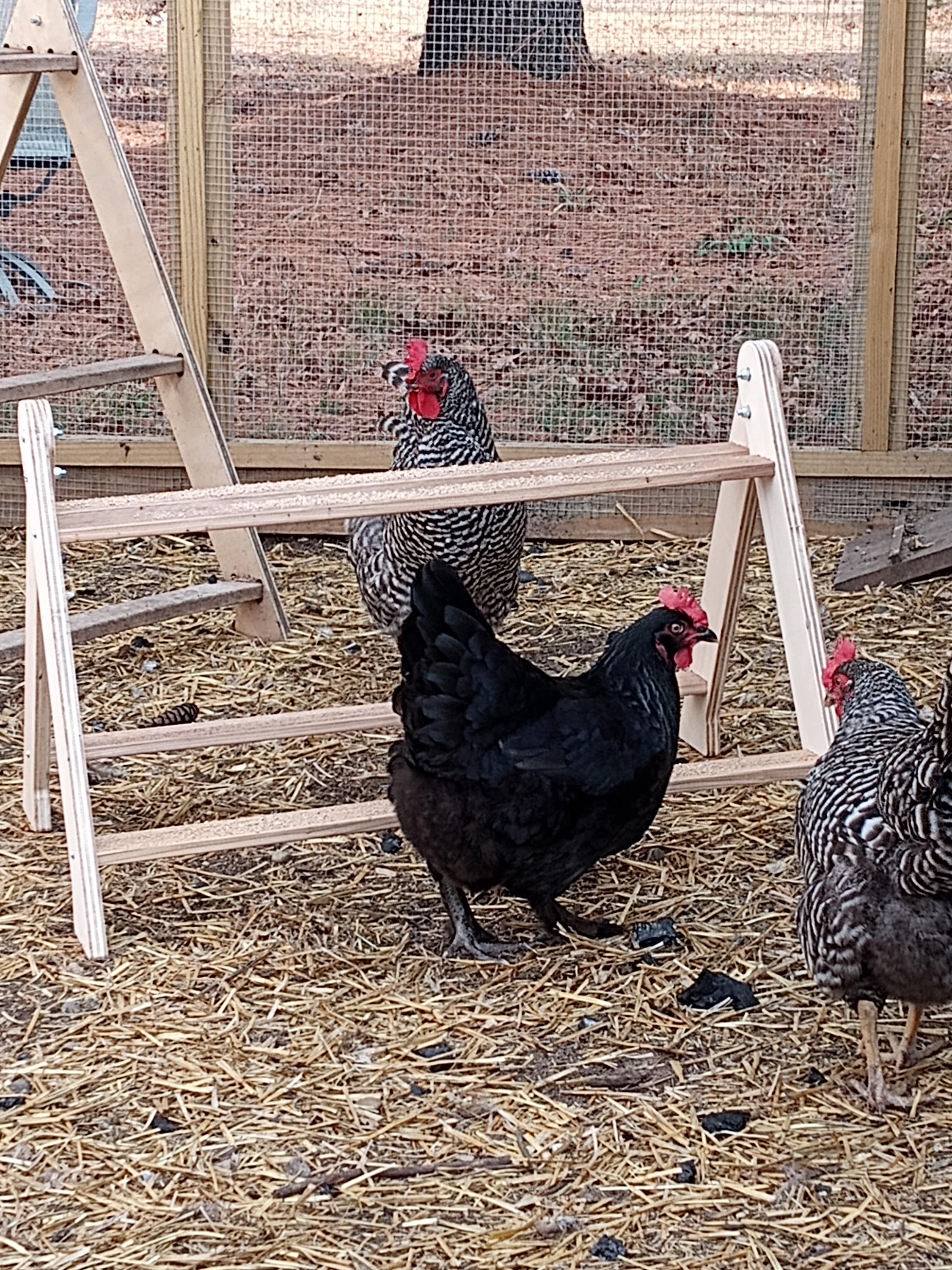 Chicken Roost, Medium Size - Etsy