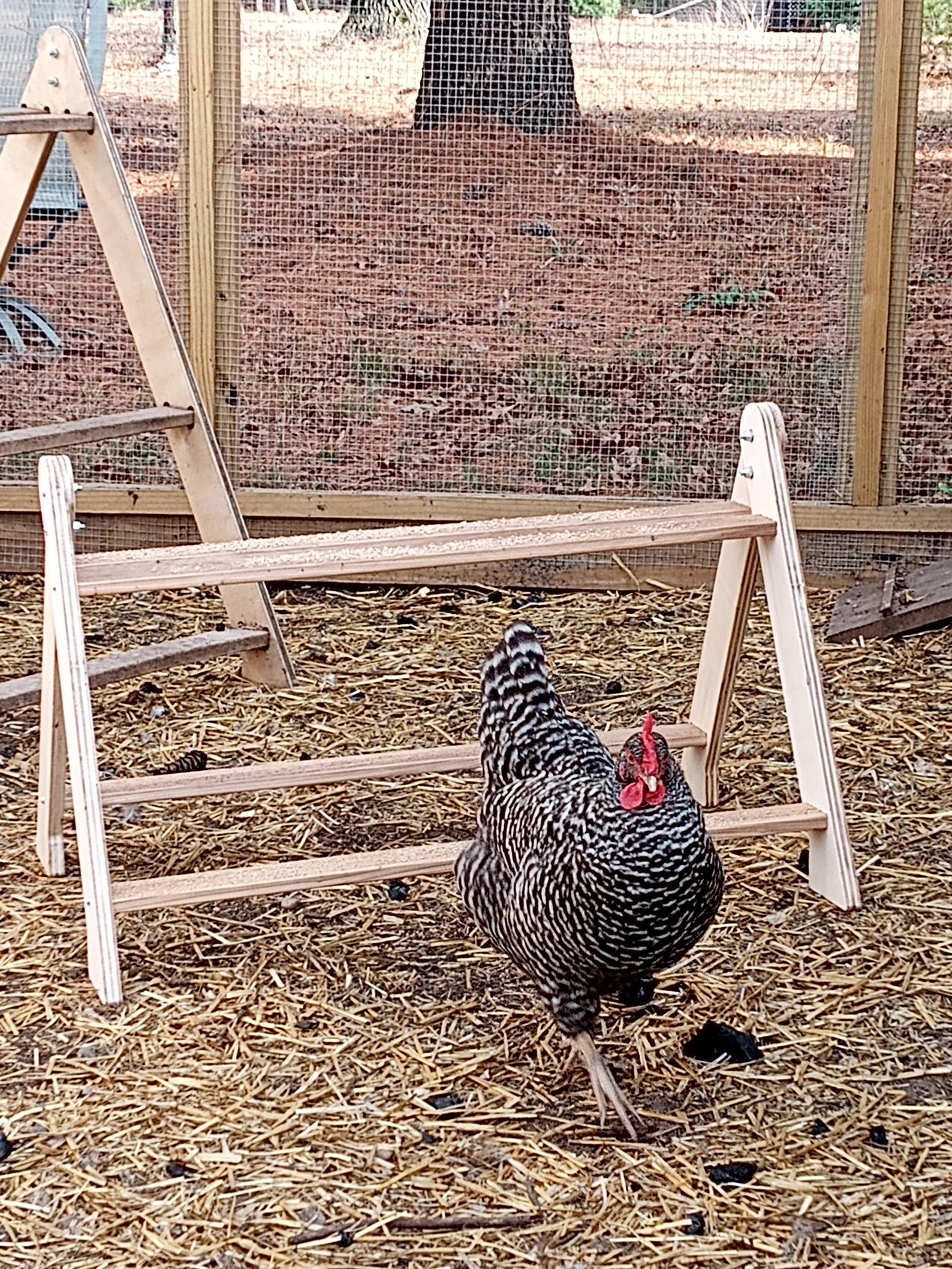 Chicken Roost, Medium Size - Etsy