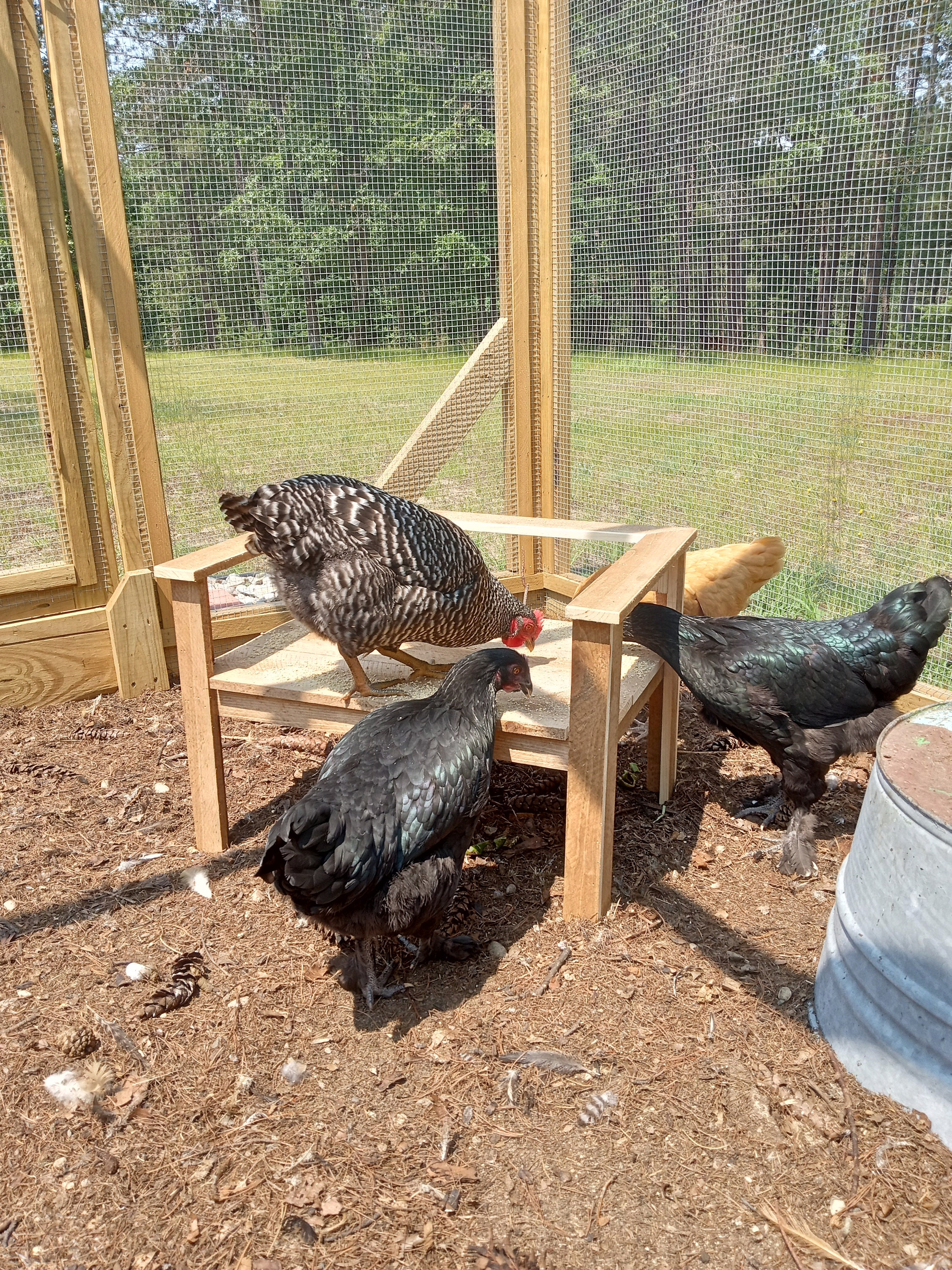 Chicken Bench - Etsy
