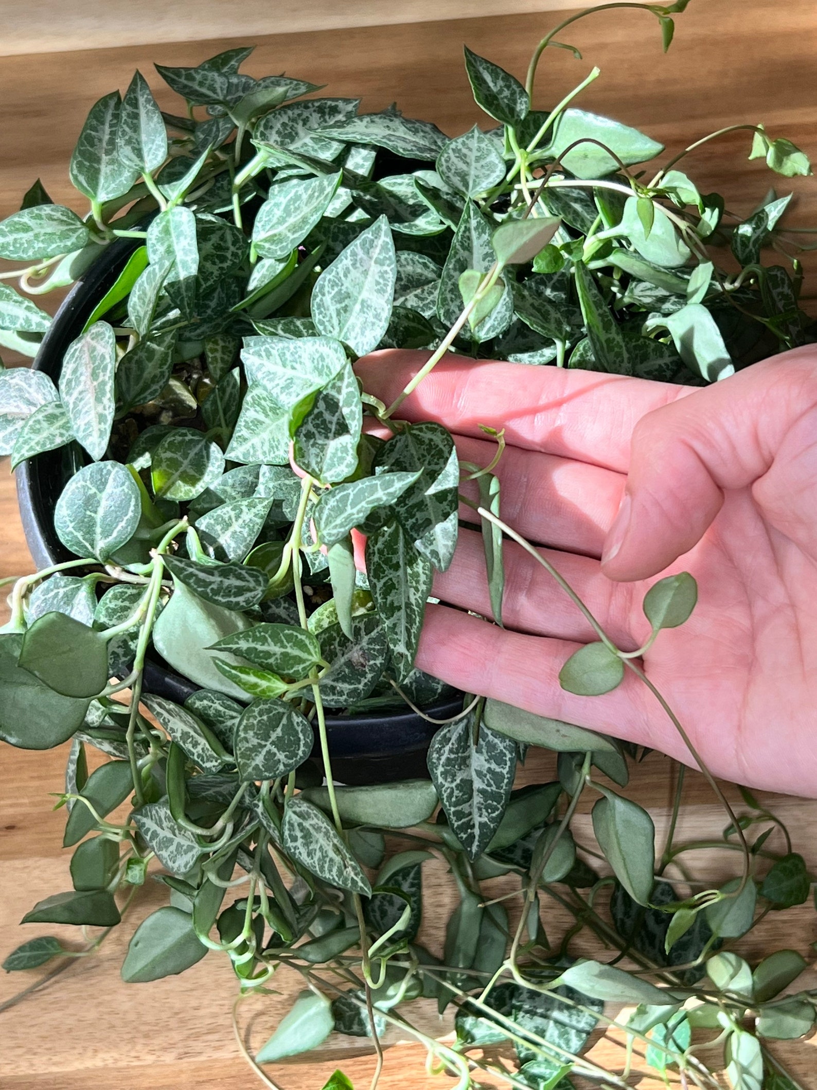 Rare Varigated String of Pearls | String of Hearts | String of Spades ...