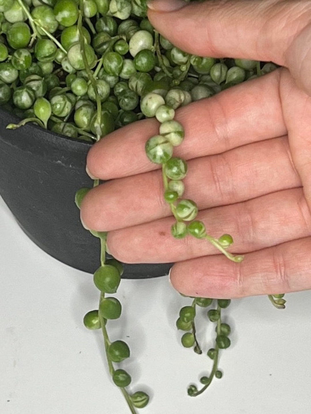 Rare Varigated String of Pearls | String of Hearts | String of Spades ...