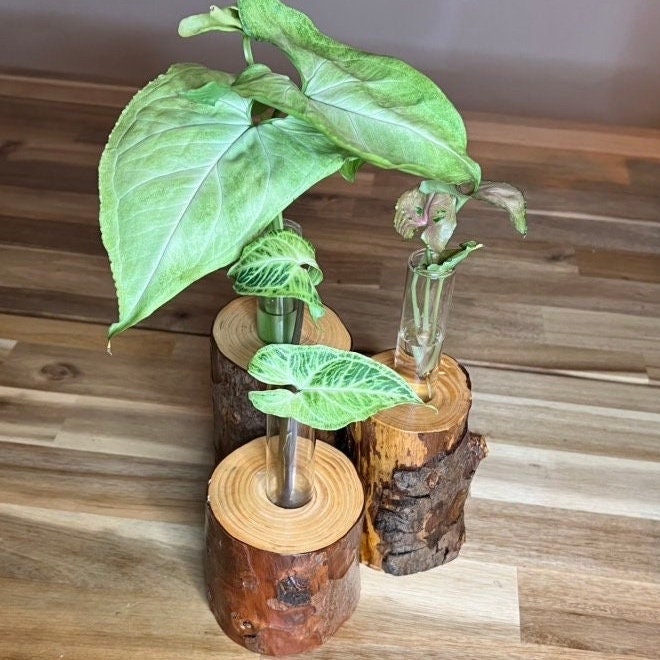 Rustic Wood Propagation Station - Etsy
