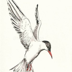 Common Tern Art Print (physical) - Etsy