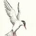 Common Tern Art Print physical - Etsy