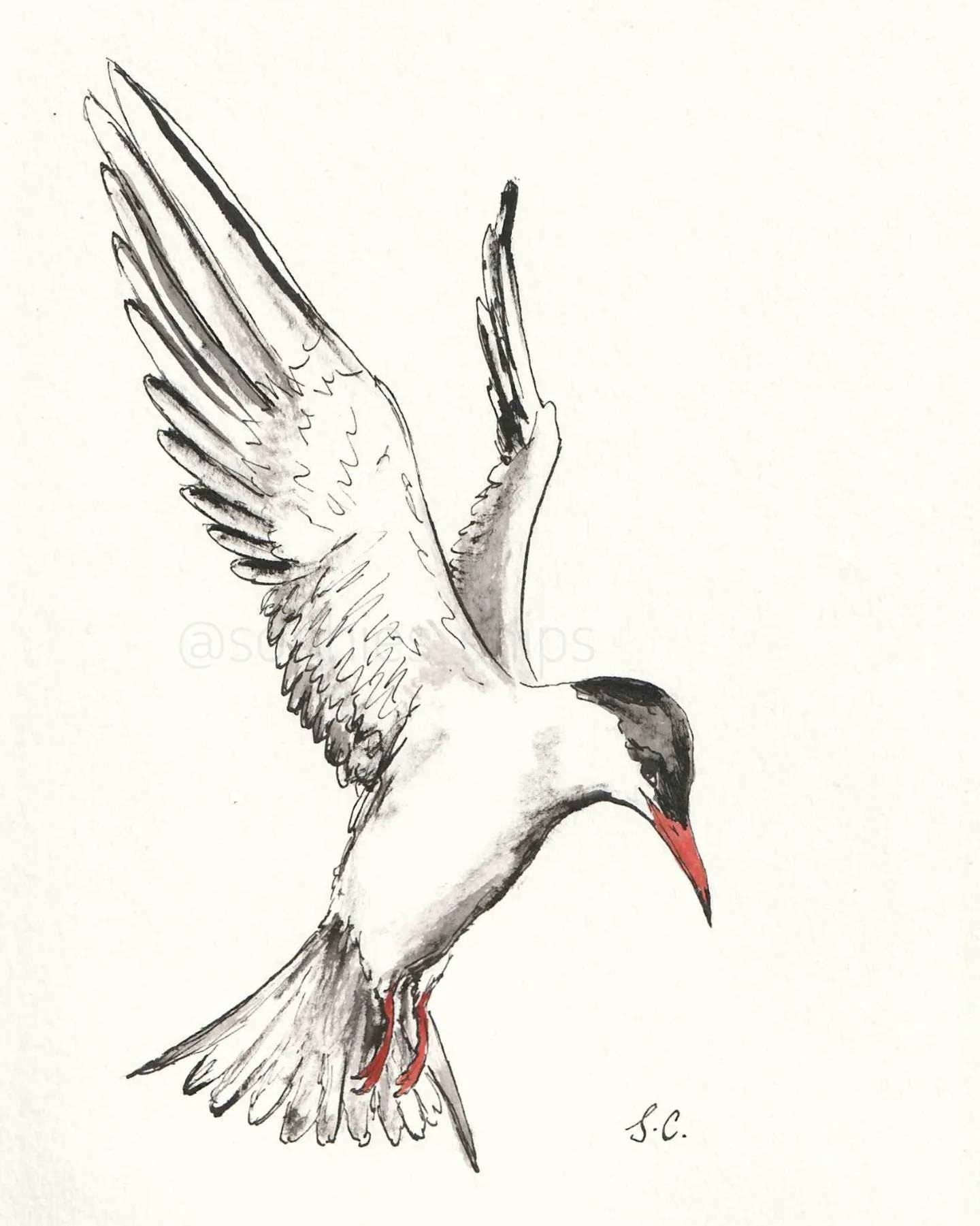 Common Tern Art Print (physical) - Etsy