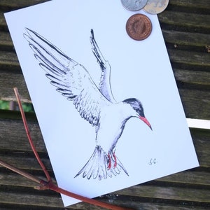 Common Tern Art Print physical - Etsy
