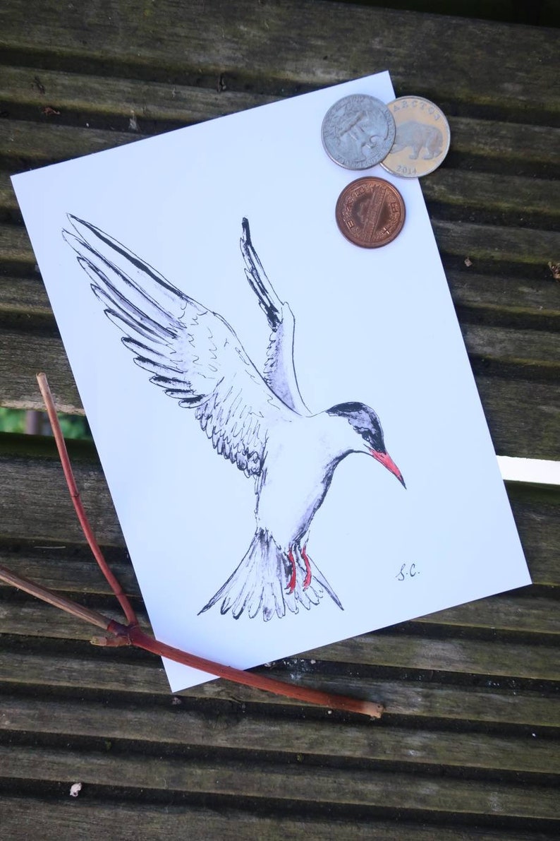 Common Tern Art Print physical - Etsy